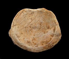 Moroccan Mosasaur vertebra for sale | Buried Treasure Fossils