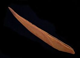 Hybodus sp.