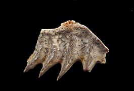 Ceratodus sp.