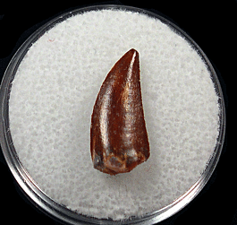 Abelisaur tooth from Morocco | Buried Treasure Fossils