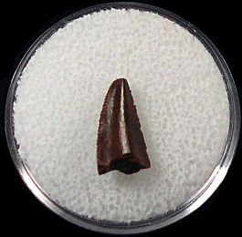 Raptor tooth for sale from Kem-Kem| Buried Treasure Fossil