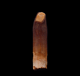 Moroccan sauropod dinosaur tooth for sale | Buried Treasure Fossils