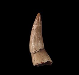 Rare Platecarpus tooth with replacement tooth | Buried Treasure Fossils