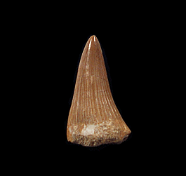 Mosasaur Platecarpus ptychodon tooth | Buried Treasure Fossils