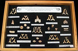 Large Moroccan Fossil Collection with Frame | Buried Treasure Fossils