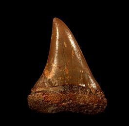 Rare Moroccan Cosmopolitodus hastalis tooth for sale | Buried Treasure ...