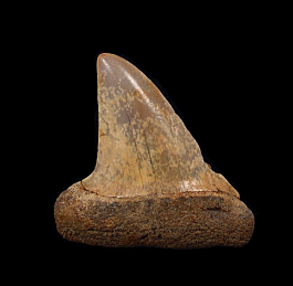 Carcharodon hastalis - Morocco