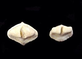 Rhombodus binkhorsti