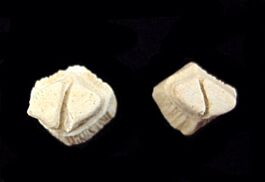 Rhombodus binkhorsti