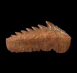 Notidanodon tooth | Buried Treasure Fossils