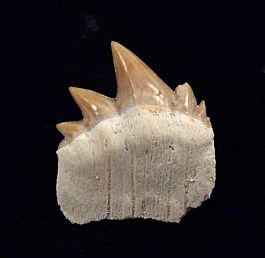 Rare Notidanodon shark tooth for sale | Buried Treasure Fossils