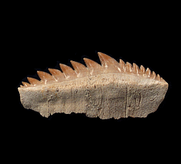 Moroccan Notidanodon loozi tooth | Buried Treasure Fossils