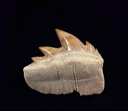 Rare Notidanodon cow shark tooth for sale | Buried Treasure Fossils