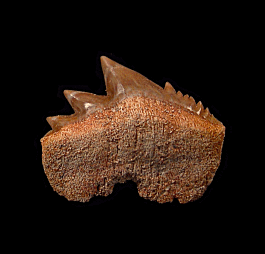 Moroccan Notidanodon shark tooth | Buried Treasure Fossils
