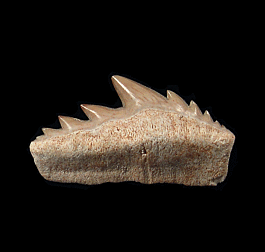 Moroccan Notidanodon loozi Cow shark tooth | Buried Treasure Fossils