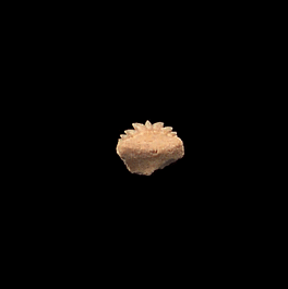Hexanchus microdon symphyseal tooth | Buried Treasure Fossils