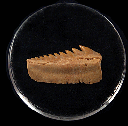 Hexanchus microdon tooth M657 | Buried Treasure Fossils
