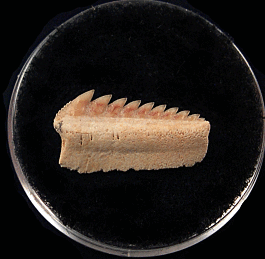 Hexanchus microdon tooth M658 | Buried Treasure Fossils