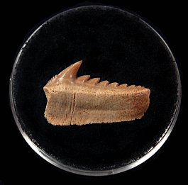 Hexanchus microdon tooth M659 | Buried Treasure Fossils