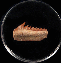 Hexanchus microdon tooth M660 | Buried Treasure Fossils