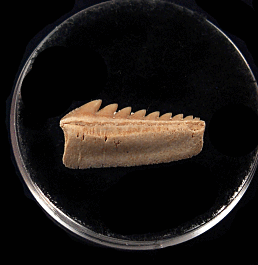 Hexanchus microdon tooth M661 | Buried Treasure Fossils