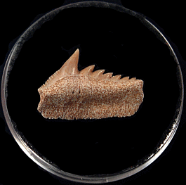 Hexanchus microdon tooth M662 | Buried Treasure Fossils