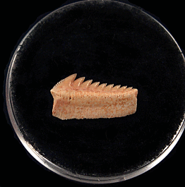Hexanchus microdon tooth M663 | Buried Treasure Fossils