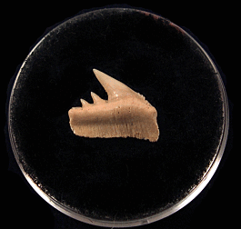 Hexanchus microdon tooth M665 | Buried Treasure Fossils
