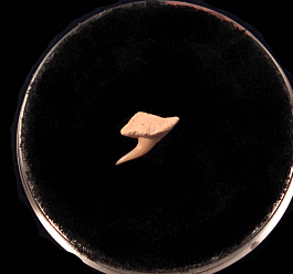 Hexanchus microdon tooth M667 | Buried Treasure Fossils