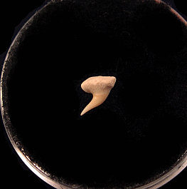 Hexanchus microdon tooth M668 | Buried Treasure Fossils