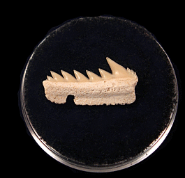Heptranchias howellii tooth | Buried Treasure Fossils