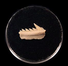 Heptranchias tooth for sale | Buried Treasure Fossils