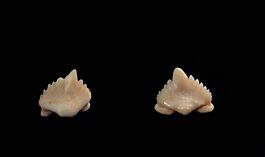 Ginglymostoma angolense