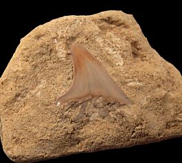 Malta Megalodon tooth for sale | Buried Treasure Fossils