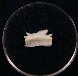 Echinorhinus shark tooth | Buried Treasure Fossils