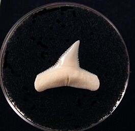 Modern Carcharhinus limbatus shark tooth | Buried Treasure Fossils
