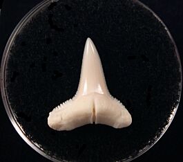 Modern Carcharhinus shark tooth for sale | Buried Treasure Fossils