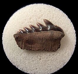 Calvert Cliff Notorynchus tooth | Buried Treasure Fossils