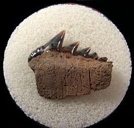 Notorynchus primigenus - Maryland