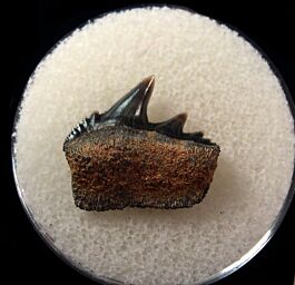 Randle’s Cliff Notorynchus tooth | Buried Treasure Fossils
