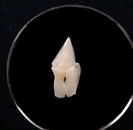 Kitefin shark tooth | Buried Treasure Fossils