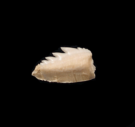 Broadnose Sevengill Cow shark tooth| Buried Treasure Fossils
