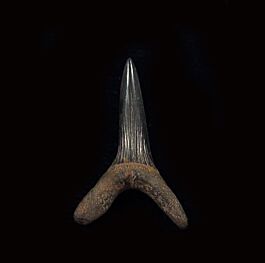 Scapanorhynchus texanus