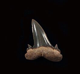 Scapanorhynchus texanus