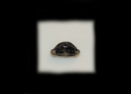 Ptychotrigon triangularis