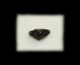 Ptychotrigon triangularis