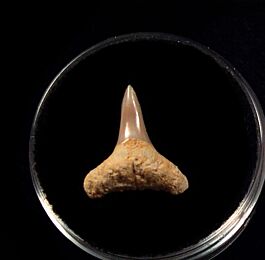 Real Baja Negaprion Shark tooth for sale | Buried Treasure Fossils
