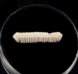 Rhinoptera ray tooth for sale | Buried Treasure Fossils