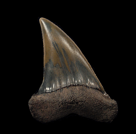 Big Netherlands Carcharomodus escheri tooth for sale | Buried Treasure ...