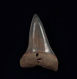 Carcharodon hastalis